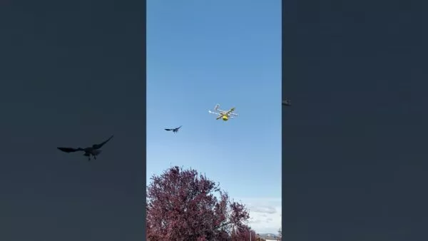 Dron vs. agresivní pták. Podívejte, jak to může dopadnout